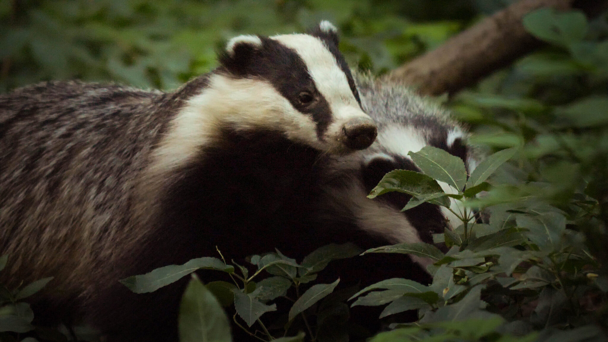 Dachse - Faszination einer verborgenen Welt - Wilde Wälder